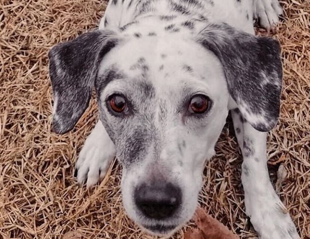15 Dalmatian Mix Breeds – The Popular and Adorable Hybrid Dogs | PetPress