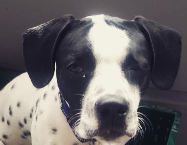 15 Dalmatian Mix Breeds – The Popular and Adorable Hybrid Dogs | PetPress