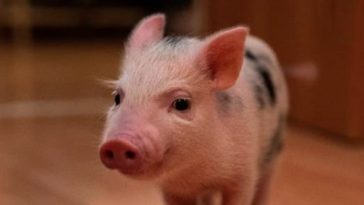 15 Stylish Pig Manicure Ideas | PetPress