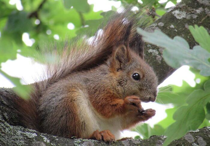 500 Best Rodent Names for Hamsters, Guinea Pigs, Rats and More | PetPress