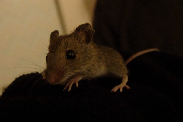 500 Best Rodent Names for Hamsters, Guinea Pigs, Rats and More - PetPress