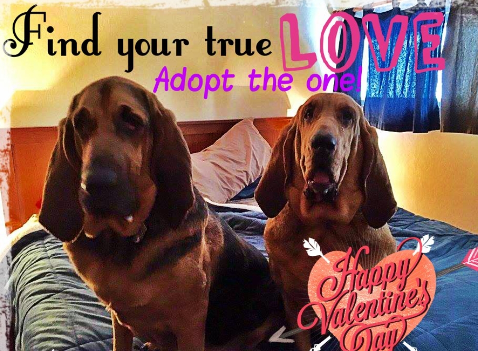 14 Funny Pictures Showing How Bloodhounds are Searching for a Soulmate ...