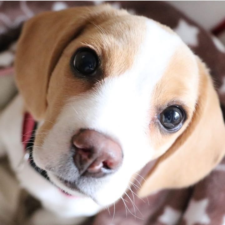 14 Lovely Beagle Pics To Prove That They Are The Best | Page 3 of 4 ...