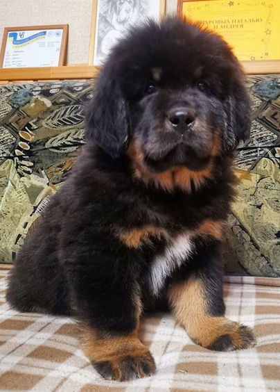 Top 50 Unique Non Human Dog Names - PetPress