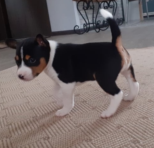 Top 50 Unique Non Human Dog Names - PetPress