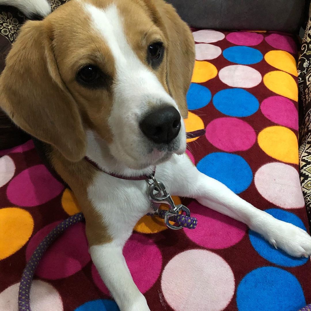 14 Things To Know About Beautiful Beagles | PetPress