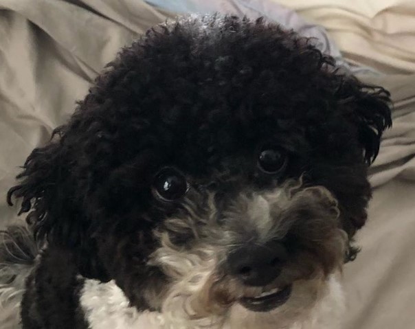 12 Bolognese Mix Breeds – The Popular and Adorable Hybrid Dogs | PetPress