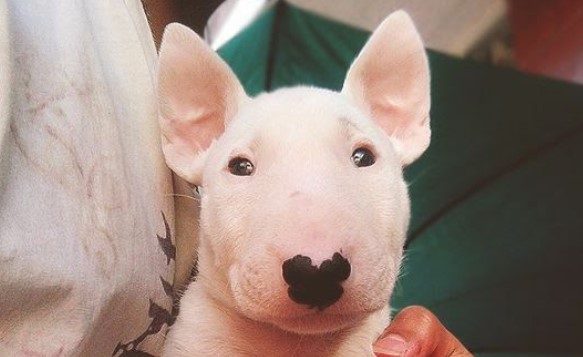 14 Facts To Prove That Bull Terriers Can Be Really Faithful Friends ...