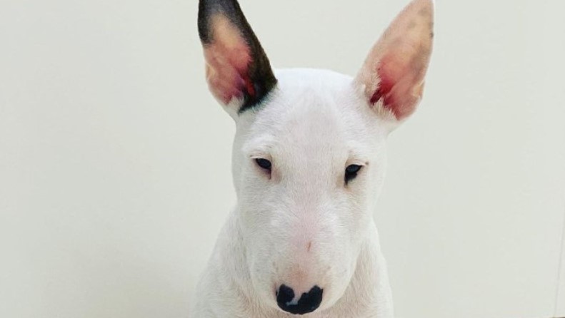 14 Solid Pictures Of Bull Terriers You Have Never Seen - PetPress