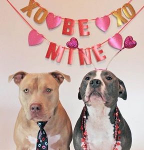 The 14 Сutest Valentine's Day Cards for True Pit Bull Lovers - PetPress
