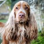 14 Amazing Facts About Cocker Spaniels You Did Not Know | PetPress