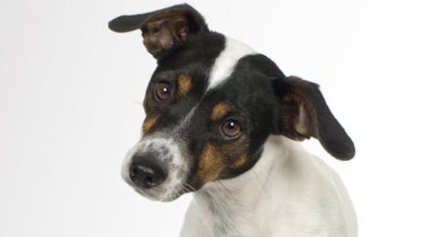 26 Times Rat Terriers Mixed With Other Breeds | PetPress