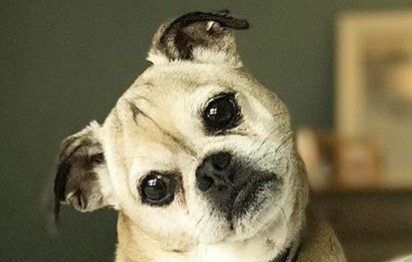 26 Times Rat Terriers Mixed With Other Breeds | PetPress