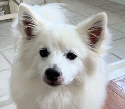 26 Times Rat Terriers Mixed With Other Breeds | PetPress