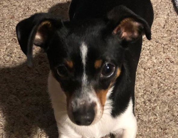 26 Times Rat Terriers Mixed With Other Breeds | PetPress