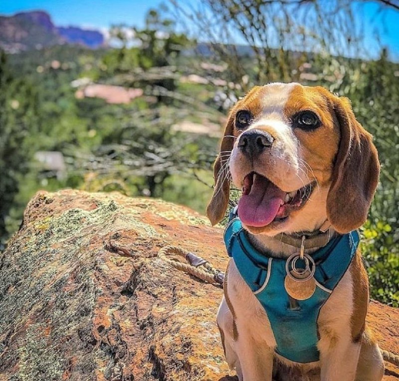 14 Beagles are So Happy You Can’t Help But Smile | Page 3 of 3 | PetPress