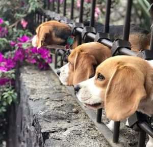 14 Beagles are So Happy You Can’t Help But Smile | PetPress