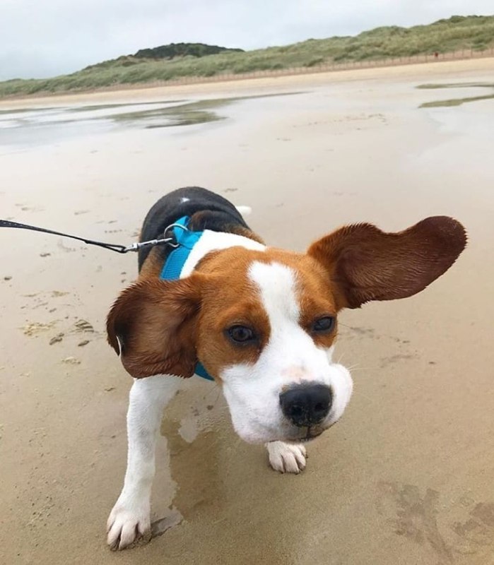 14 Funny Beagles Who Will Make You Smile | Page 2 of 3 | PetPress