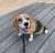 14 Funny Beagles Who Will Make You Smile | PetPress