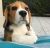 14 Funny Beagles Who Will Make You Smile | PetPress