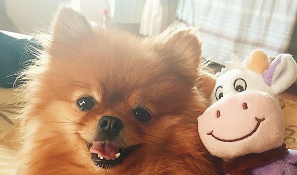 15 Funny Pomeranians Who Will Make You Smile! - PetPress