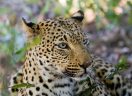 Leopard Names: 280+ Best Names For Leopards