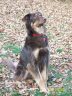 12 Crazily Cute Afghan Hound Mixes You Have To Check Out Now - PetPress