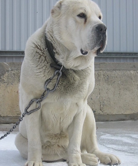 Top 350 Manly Dog Names for Boy Dogs - PetPress