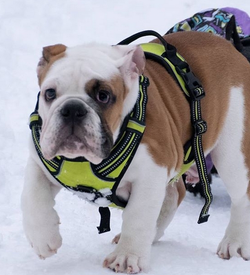 Top 350 Manly Dog Names for Boy Dogs - PetPress