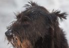 46 Utterly Gorgeous Schnauzer Mixes You Need In Your Life | PetPress