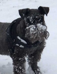 46 Utterly Gorgeous Schnauzer Mixes You Need In Your Life | PetPress