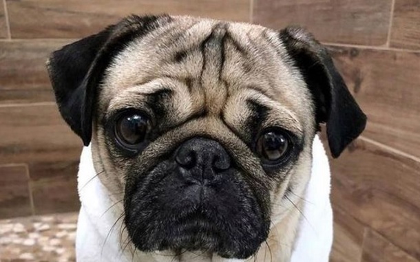 14 Funny Pugs to Cheer You Up - PetPress