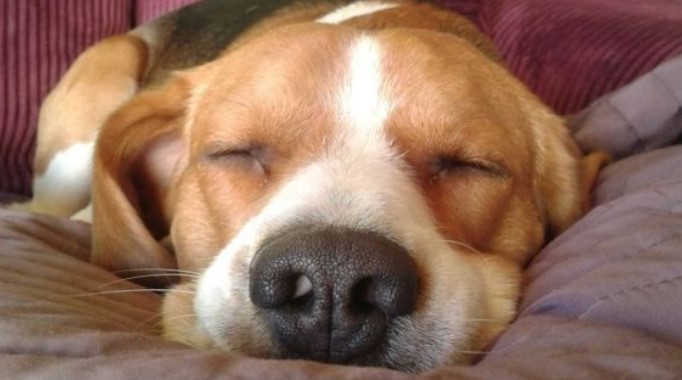 14 Beagles That Love To Sleep - PetPress