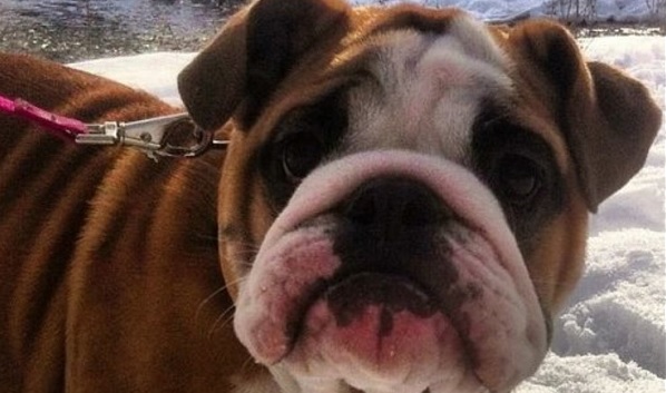 14 English Bulldogs Who Love The Snow | Page 2 of 3 | PetPress