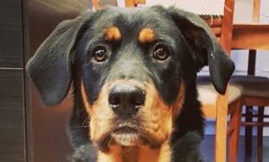 15 Bernese Mountain Dog Mixes You've Never Seen - PetPress