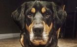 15 Bernese Mountain Dog Mixes You've Never Seen - PetPress