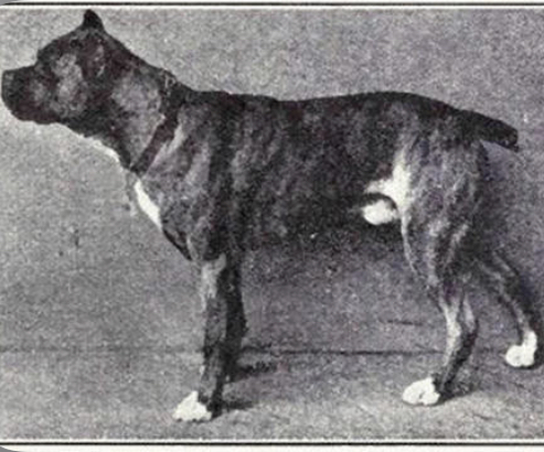 8 Appearance Of The Dog Breeds 100 Years Ago And Now