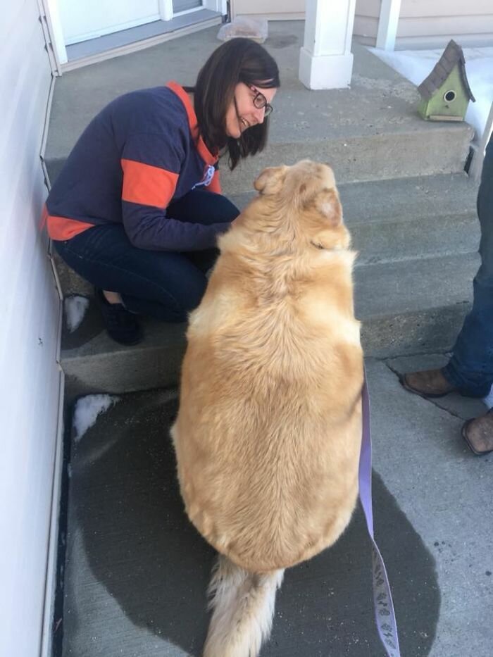 The Wonderful Story of Saving a Fat Golden Retriever Named Kai - PetPress