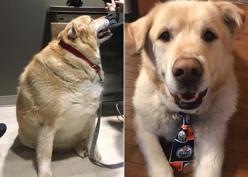 The Wonderful Story of Saving a Fat Golden Retriever Named Kai - PetPress