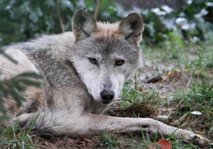 Native American Wolf Names (60+ Powerful Names with Meanings)
