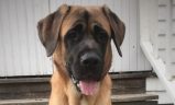 19 English Mastiff Mixes That'll Melt Your Heart - PetPress