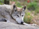 380 Popular Female Wolf Names & Names that Mean Wolf | PetPress