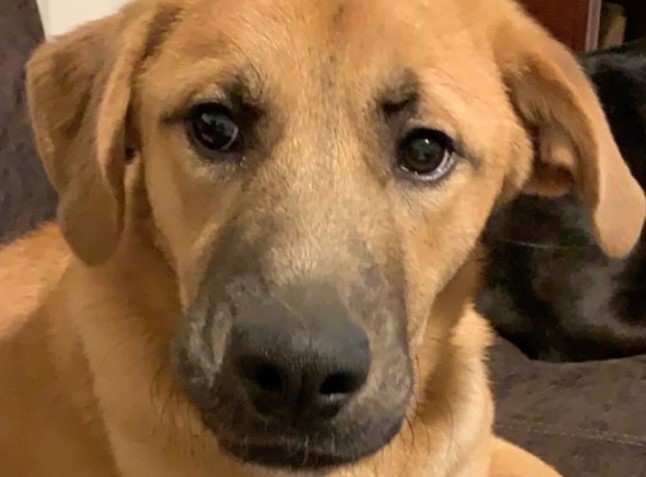 19 English Mastiff Mixes That'll Melt Your Heart | PetPress