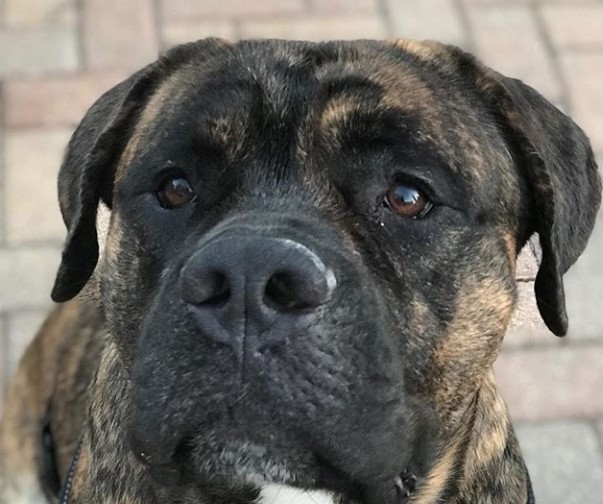 19 English Mastiff Mixes That'll Melt Your Heart | PetPress