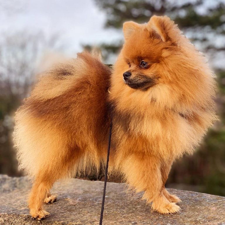 14 Adorable Facts About Pomeranians | Page 2 of 4 | PetPress
