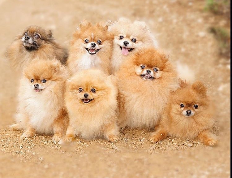 14 Adorable Facts About Pomeranians | PetPress