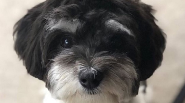 14 Pictures of Fluffy and Adorable Havanese Dogs | PetPress