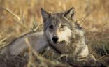 Wolf Names: 500+ Male & Female Names for Wolf with Meanings