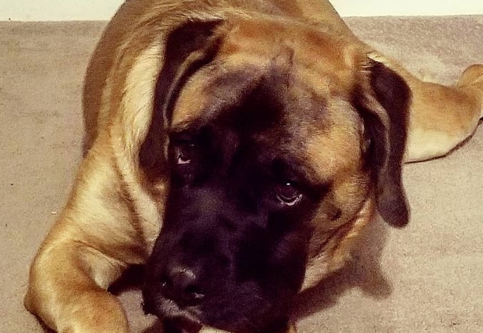 16 Saint Bernard Mixes That Will Melt Your Cold, Unloving Heart | PetPress