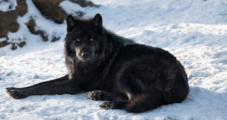 Wolf Names: 500+ Male & Female Names for Wolf with Meanings